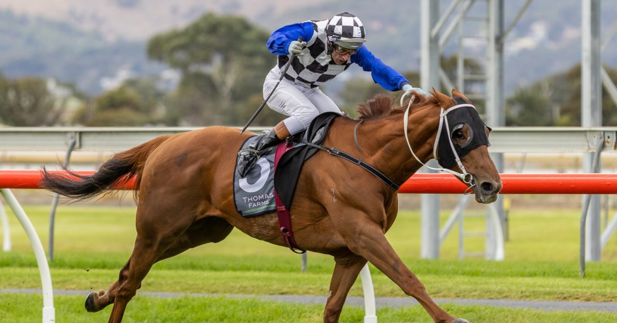 SA pair nominated for Country Racing Victoria Horse of the Year • Racing SA
