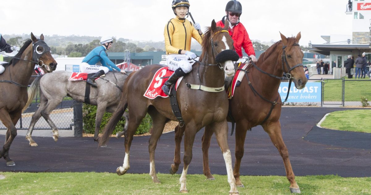 Japanese Apprentice, Ryusei Sakai is making an impression on South ...